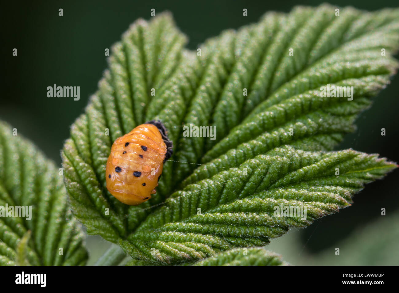 Ladybug pupa hi-res stock photography and images - Alamy