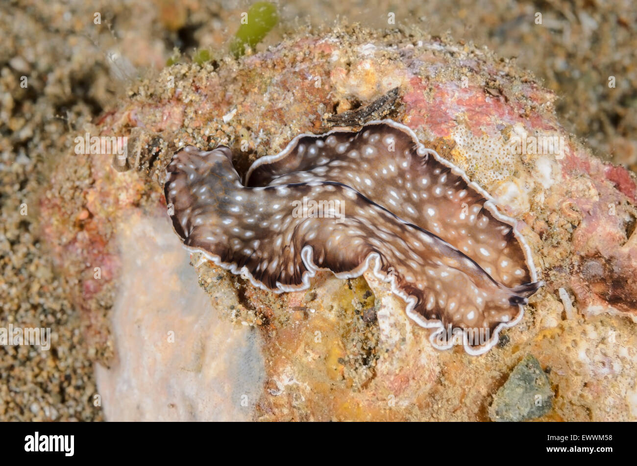Polyclad flatworm, Pseudoceros sp., Anilao, Batangas, Philippines, Pacific Stock Photo - Alamy