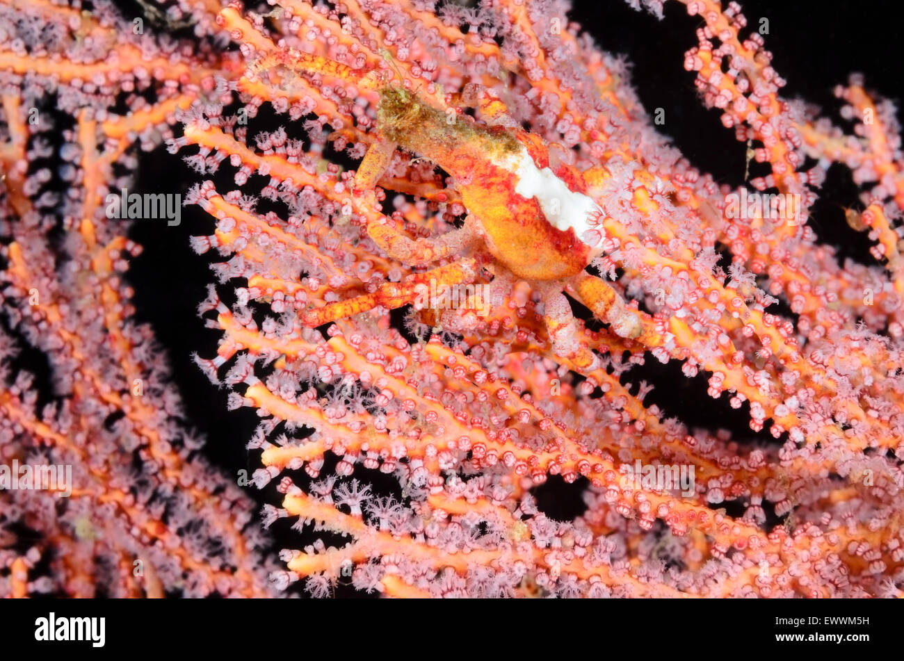 Depressed Spider crab, Xenocarcinus depressus, Anilao, Batangas ...
