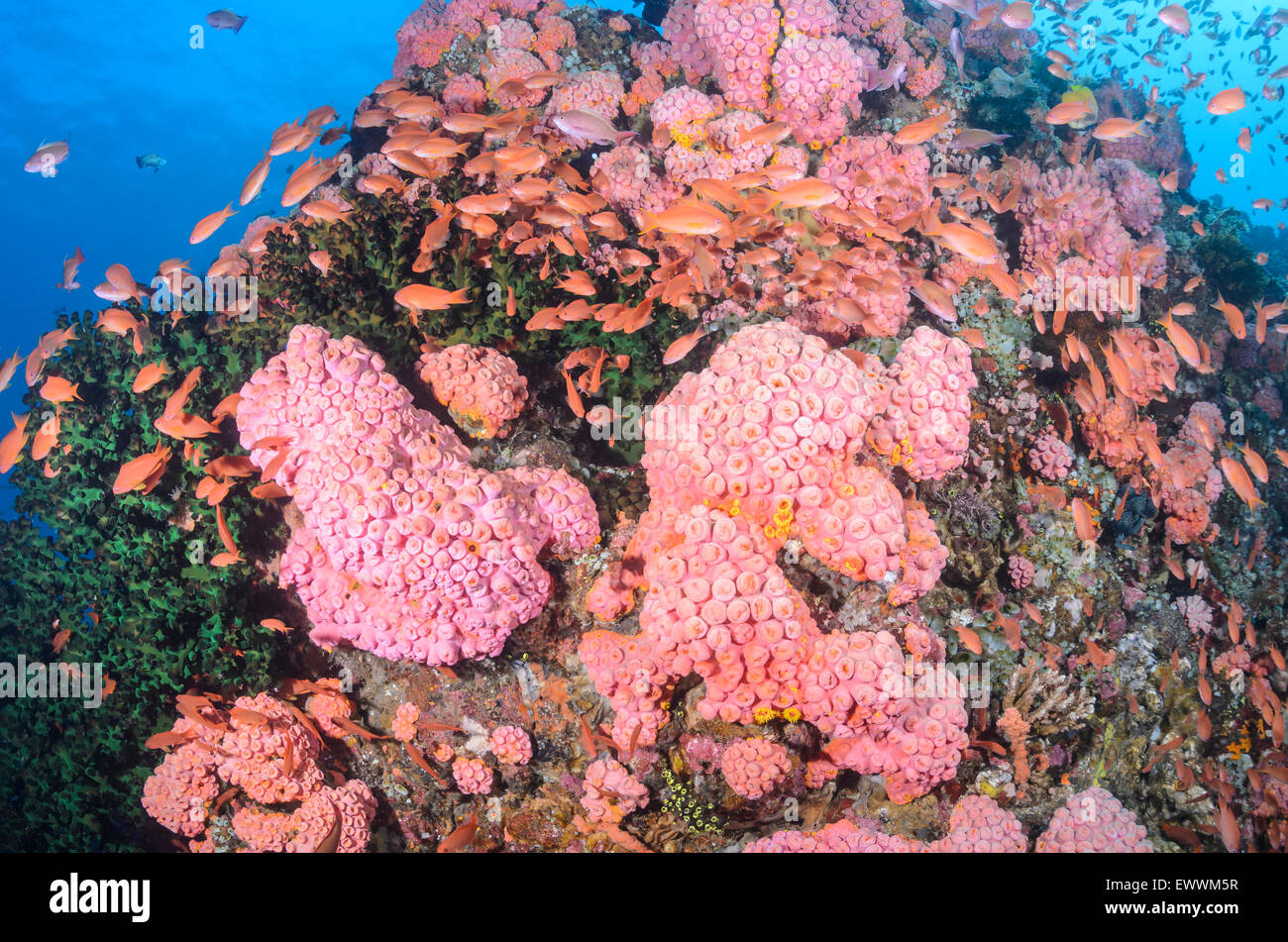 Scalefin anthias, Pseudanthais squammipinnis,and soft corals, Tubastrea ...