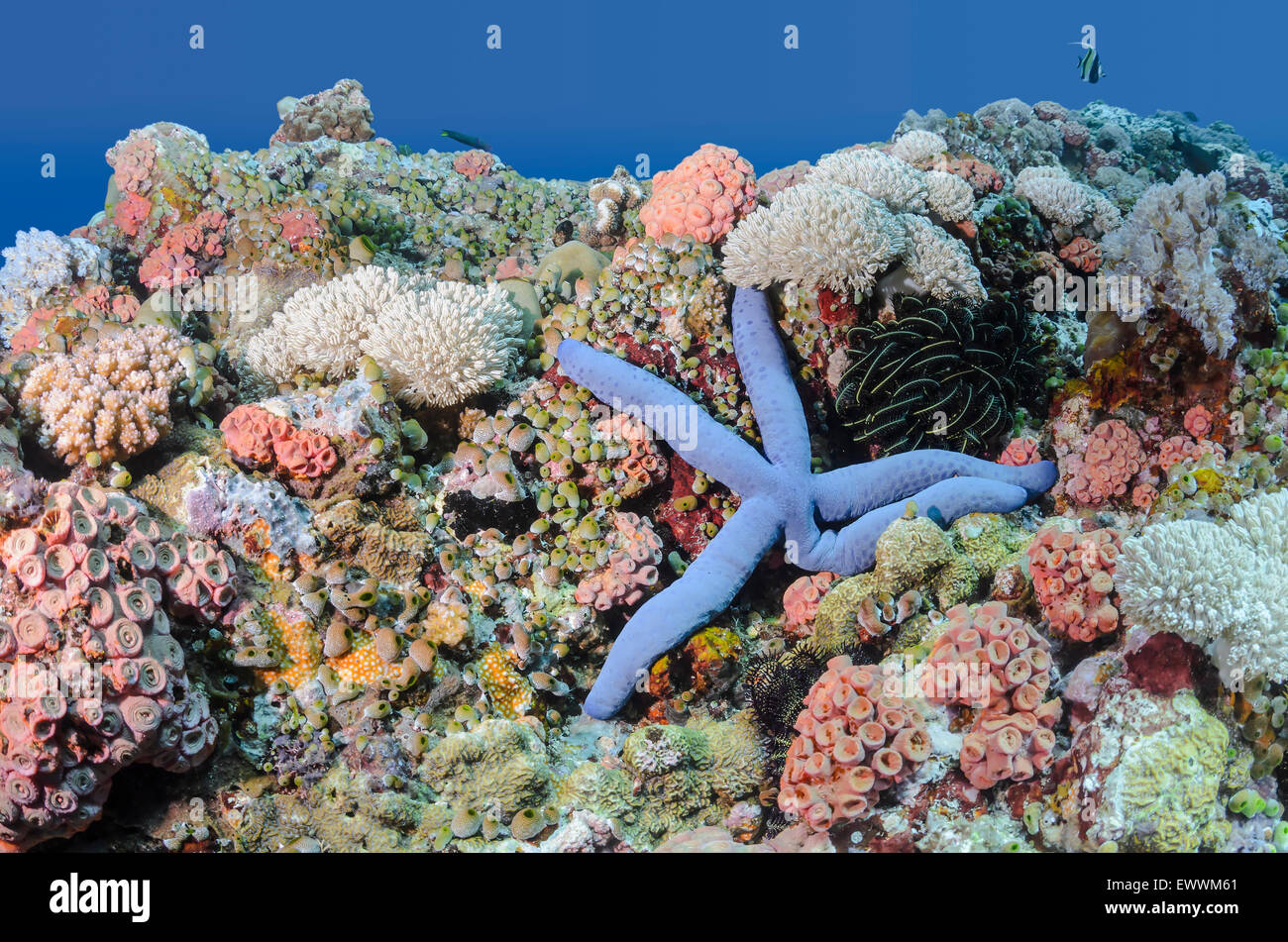 Blue sea star, Linckia laevigata, Anilao, Batangas, Philippines ...