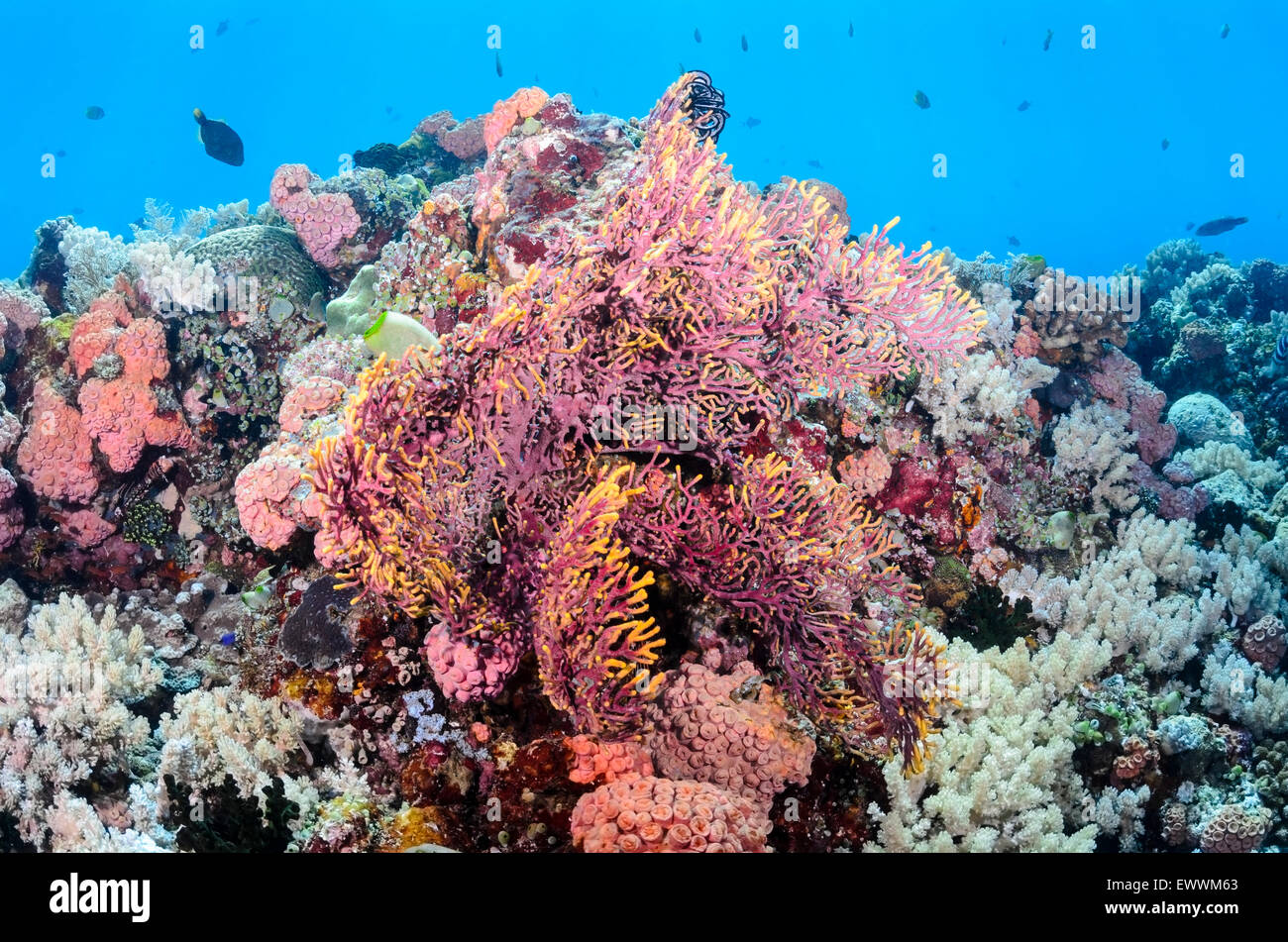 Philippines coral reef underwater anilao hi-res stock photography and ...