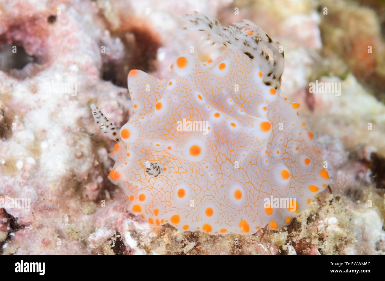 sea slug or nudibranch, Halgerda batangas, Anilao, Batangas ...