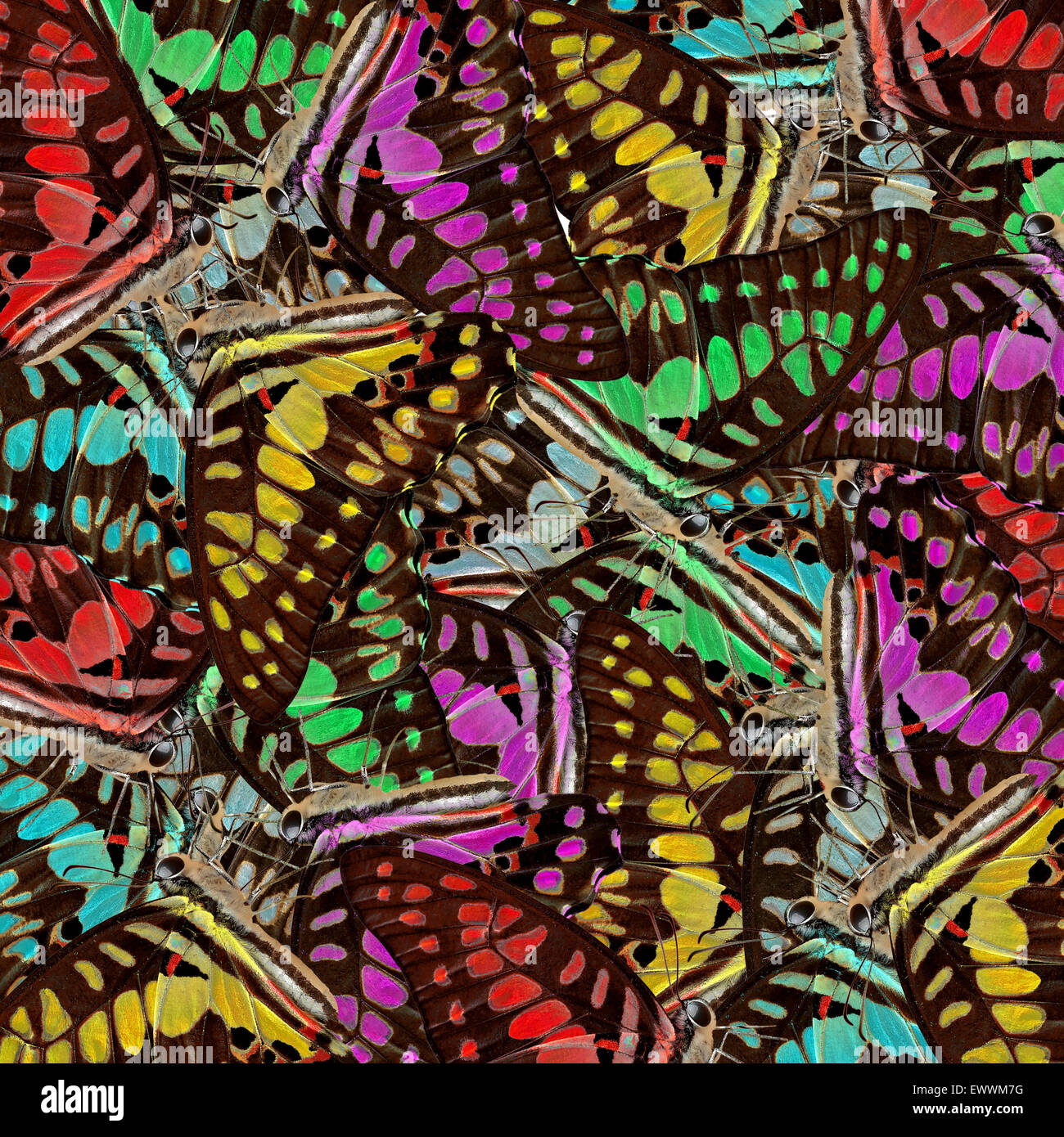 exotic color butterfly as nature background Stock Photo - Alamy