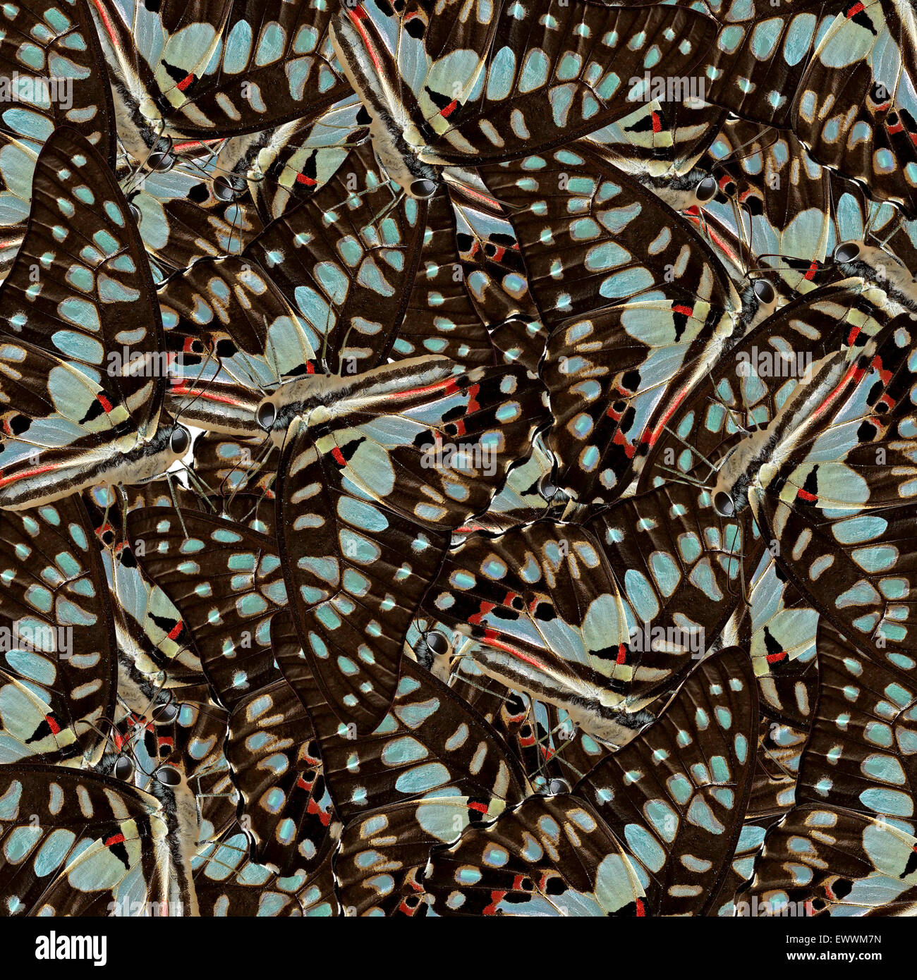 exotic color butterfly as nature background Stock Photo - Alamy