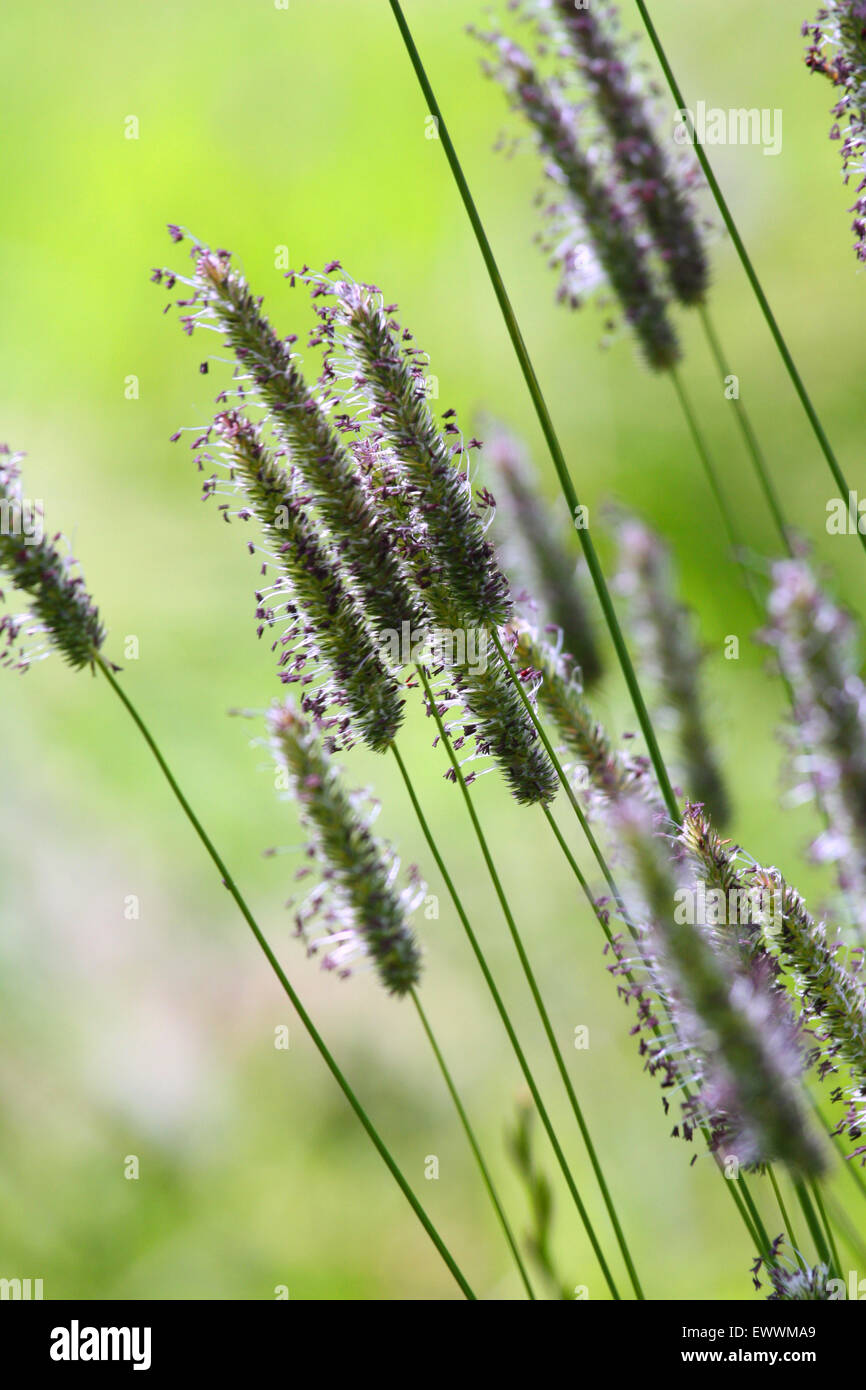 Closeup of wild grass seeds Stock Photo - Alamy