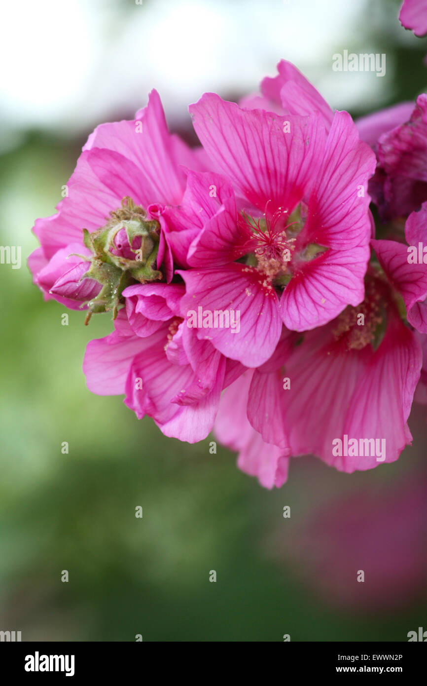Pink hollyhocks flowers Stock Photo - Alamy