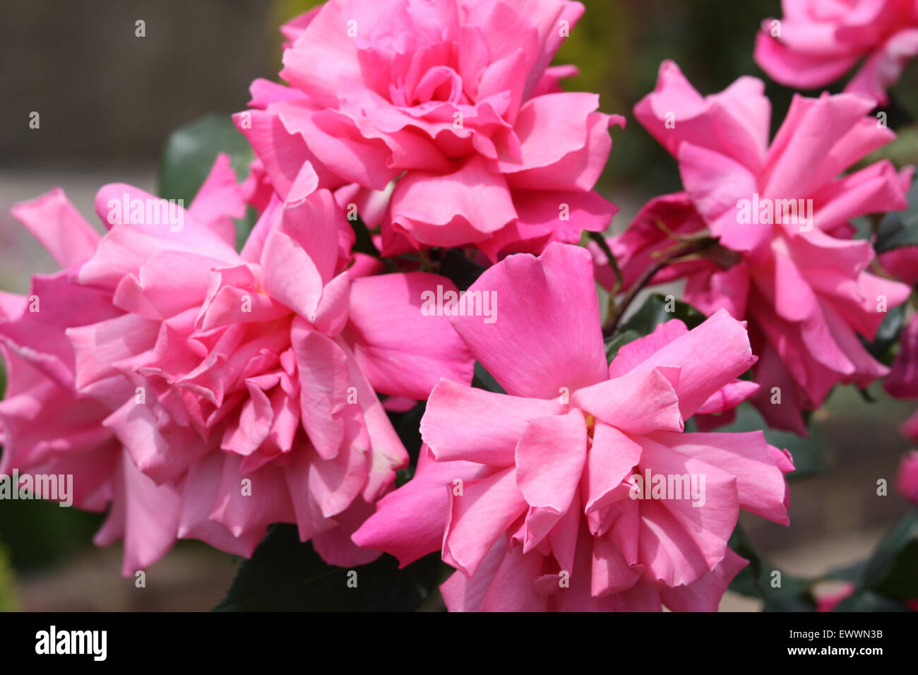 Pink rose flowers Stock Photo - Alamy