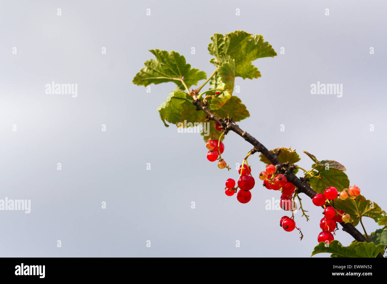 Red wild berries leaves hi-res stock photography and images - Alamy