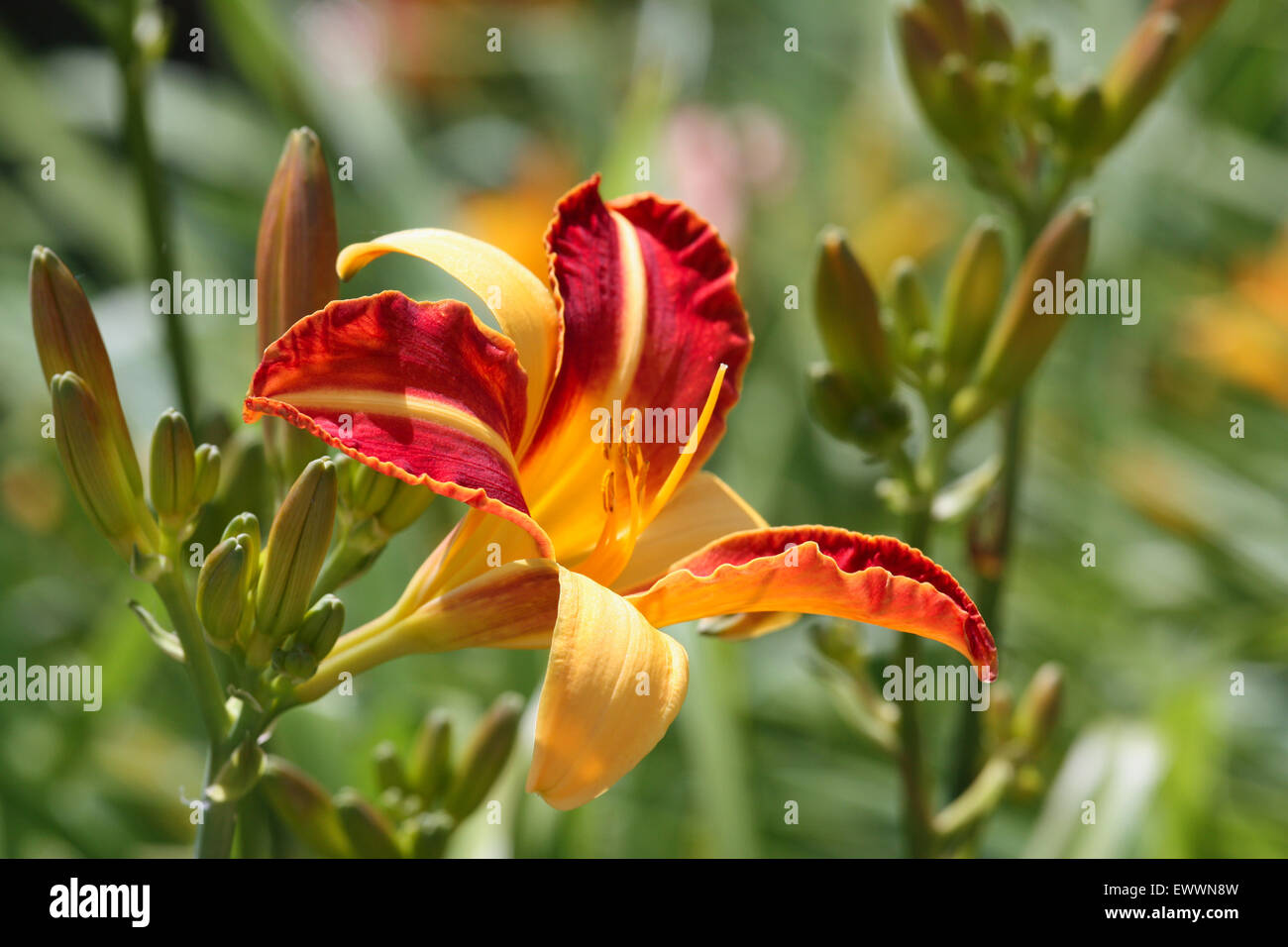 Red yellow lily flower Stock Photo - Alamy