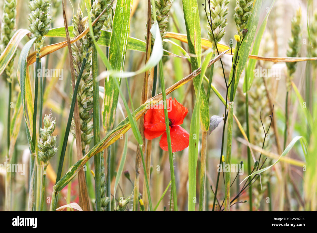 Wheat flower hi-res stock photography and images - Alamy