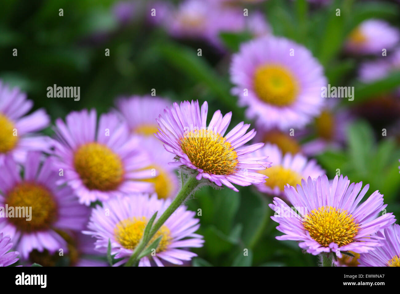 Violet daisy hi-res stock photography and images - Alamy