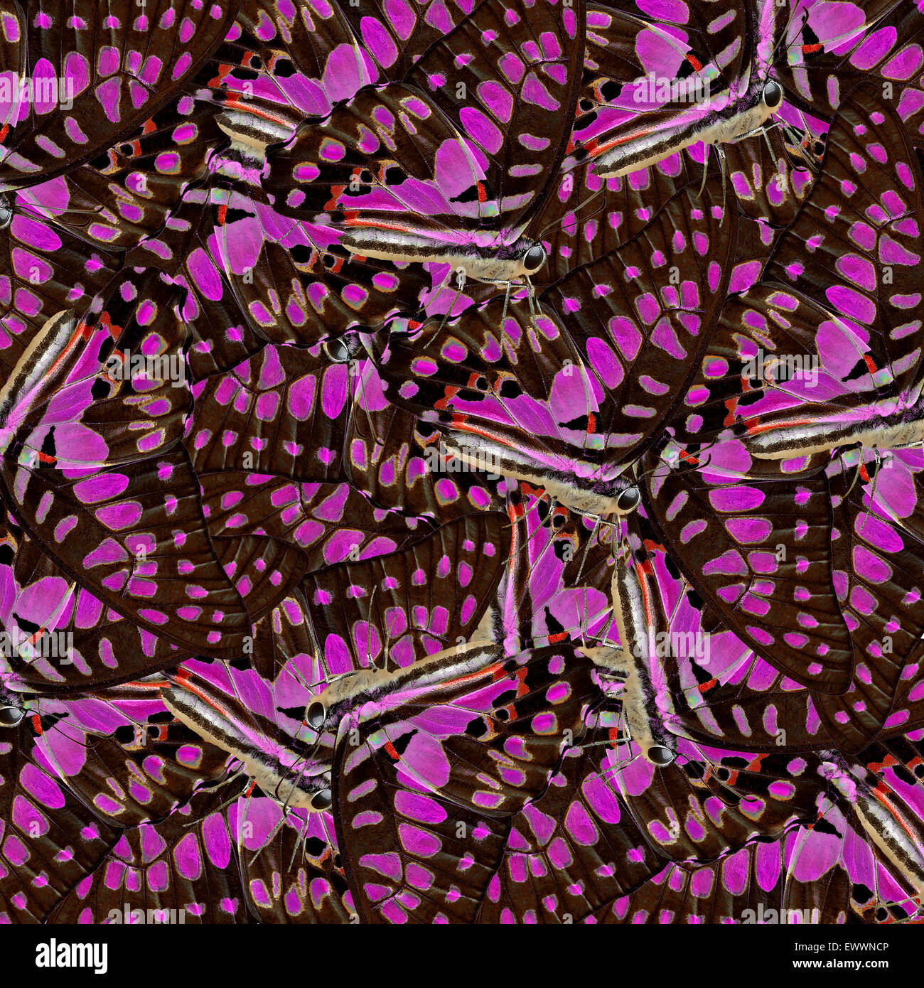 exotic purple color butterfly as nature background Stock Photo - Alamy