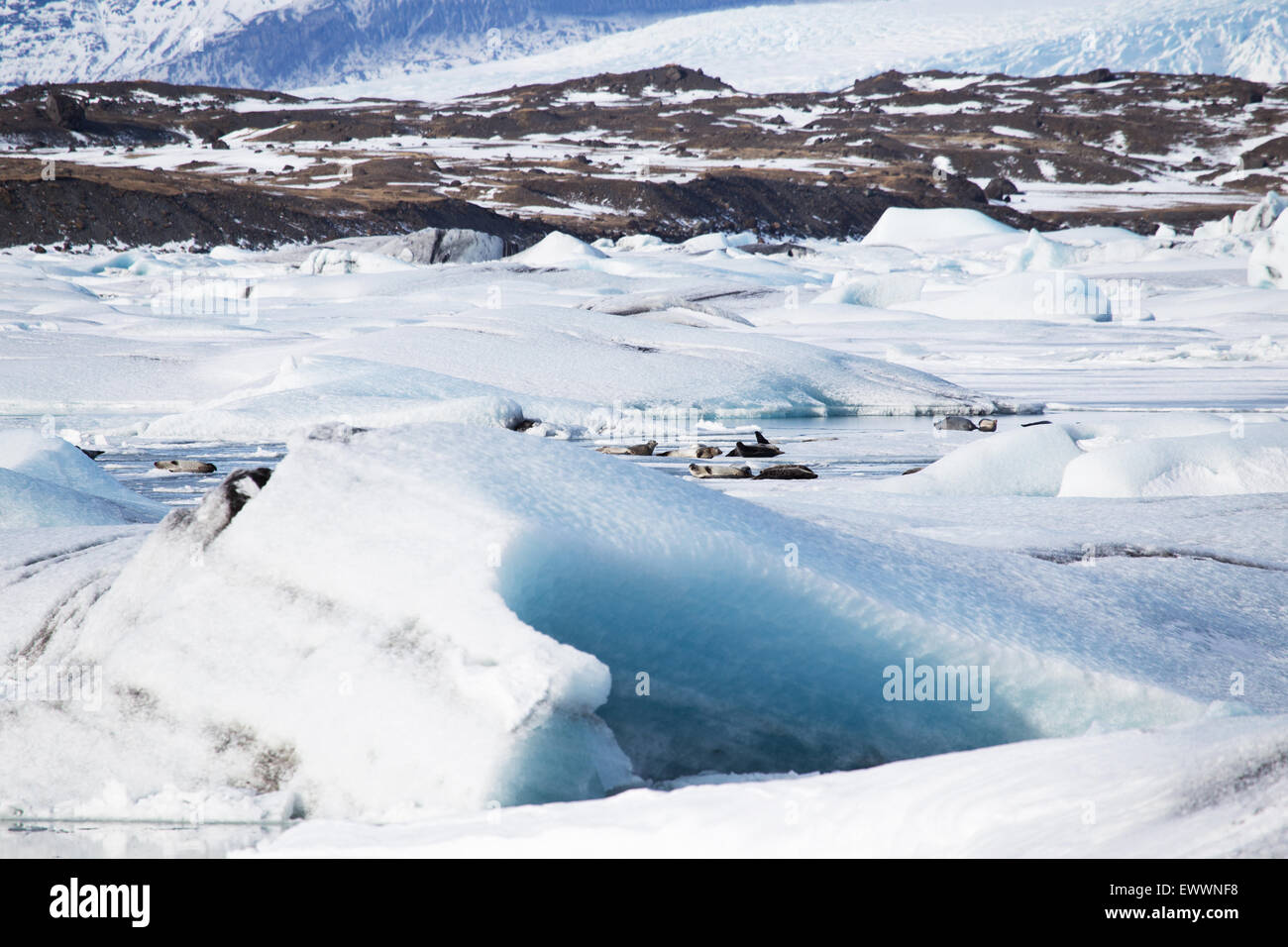 Ice age animals with glacier hi-res stock photography and images - Alamy