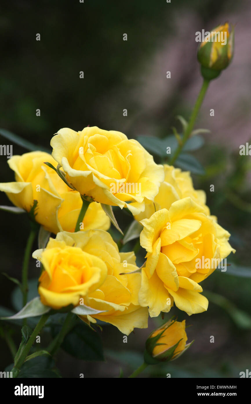 Yellow rose flowers and bud Stock Photo - Alamy