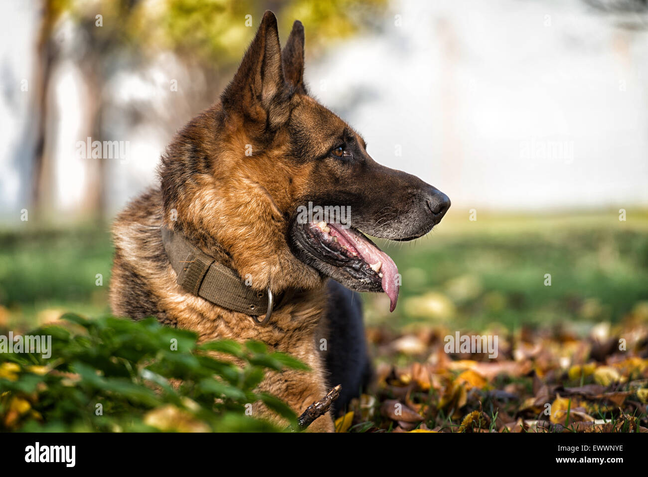 German Shepherd Alsatian Police Dog Stock Photo - Alamy