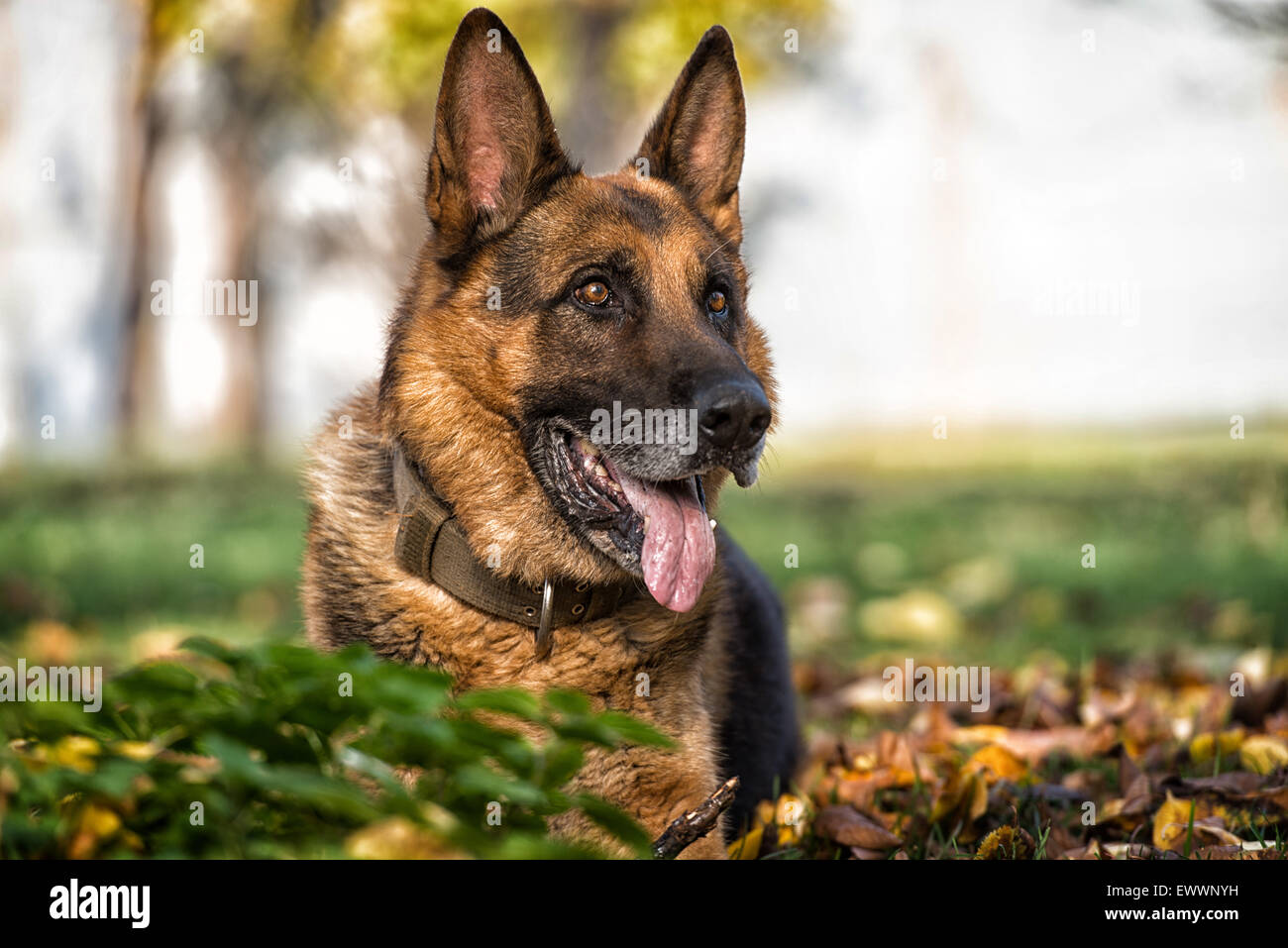 German Shepherd Portrait Stock Photo - Alamy