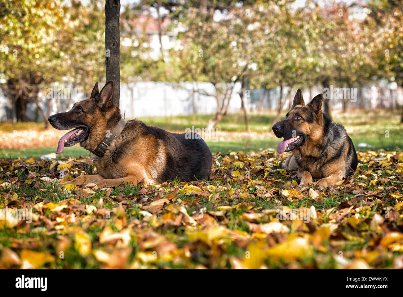 Portrait Of German Shepherd Dog Stock Photo - Alamy