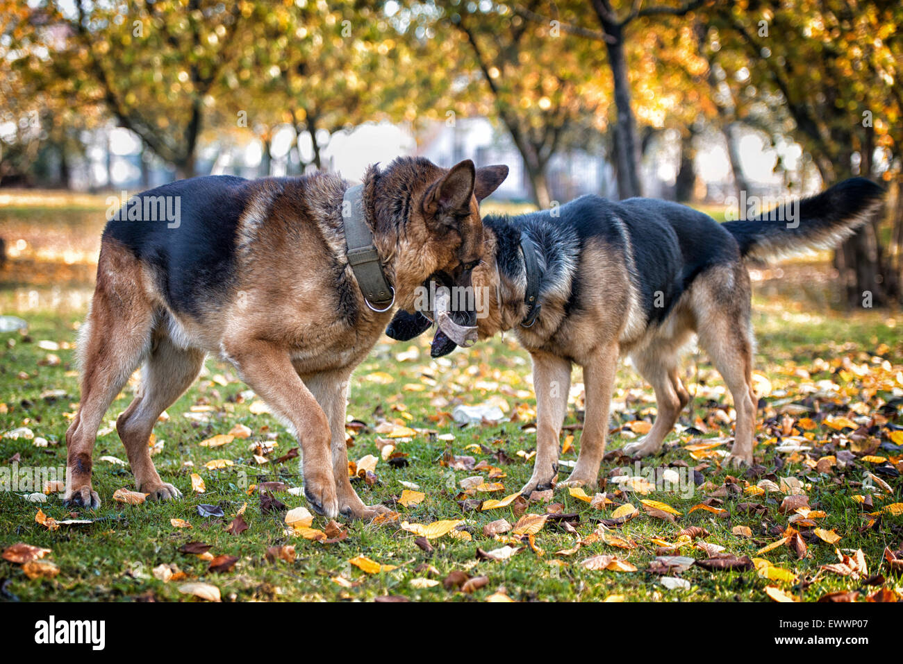 Two Dogs One Stick Stock Photo - Alamy