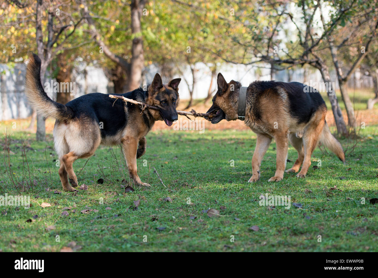 Two Dogs Fighting Over Stick Stock Photo - Alamy