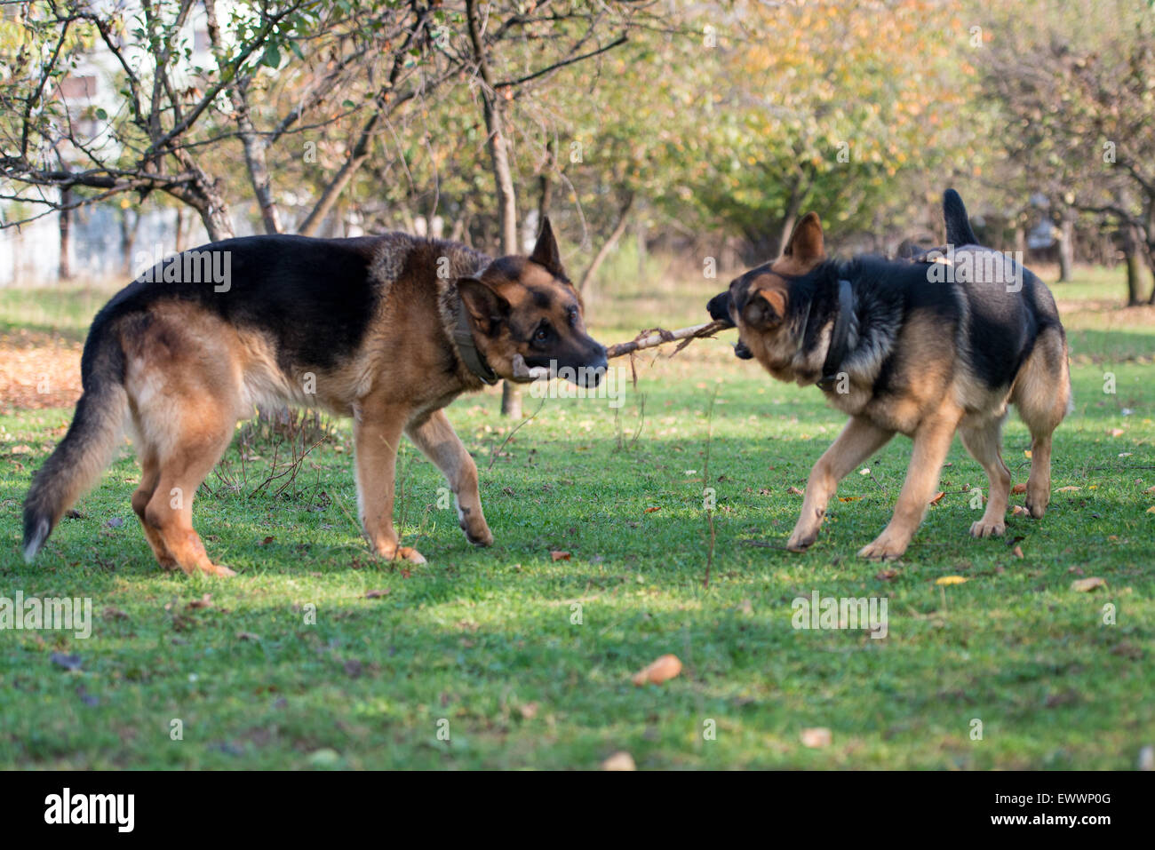 Dogs playing with a stick hi-res stock photography and images - Alamy