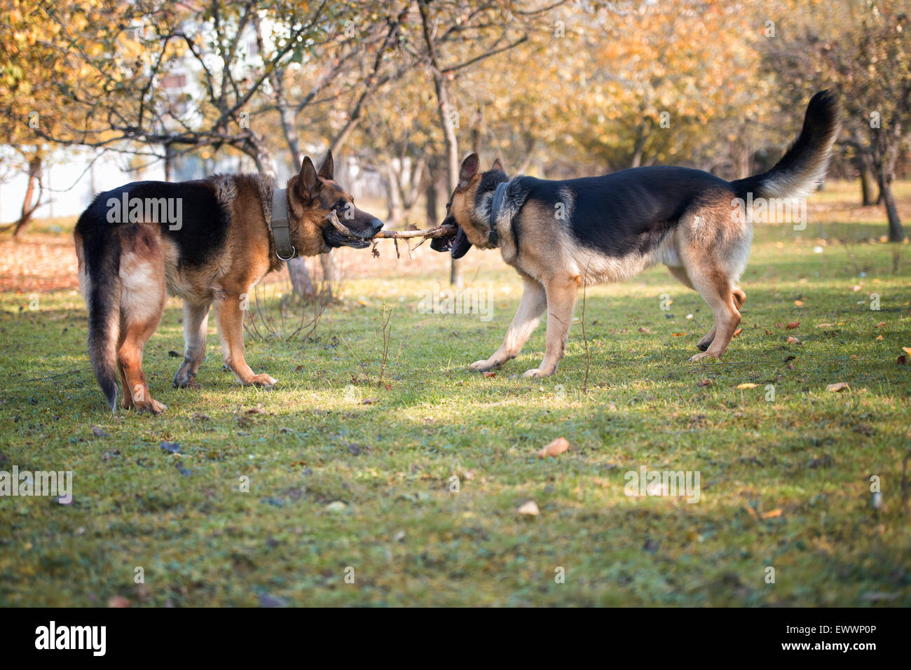 Two Dogs One Stick Stock Photo - Alamy