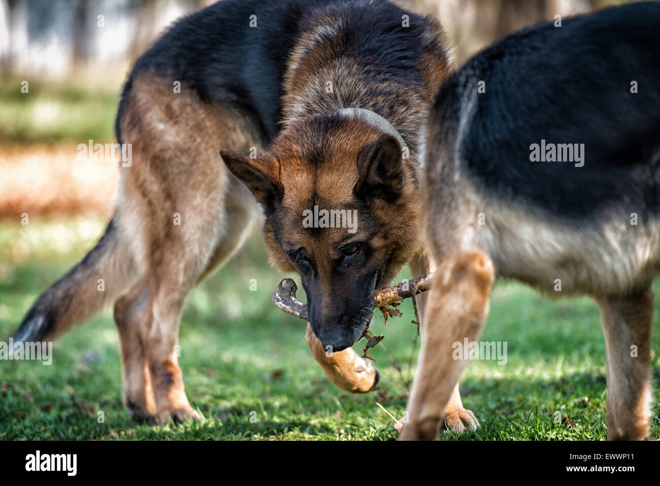 Two Dogs Playing With A Stick Stock Photo - Alamy