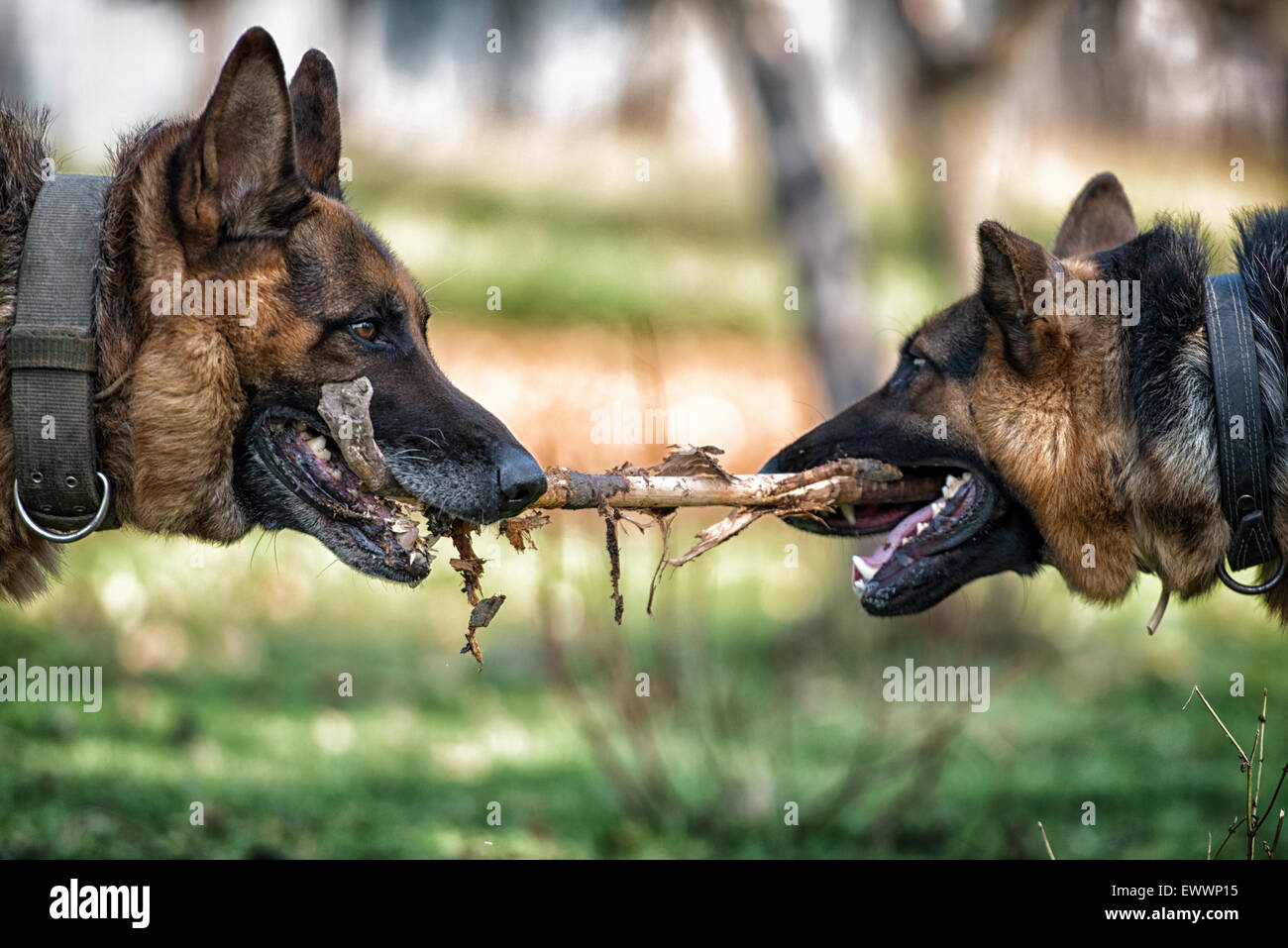 Two Dogs Playing With A Stick Stock Photo - Alamy