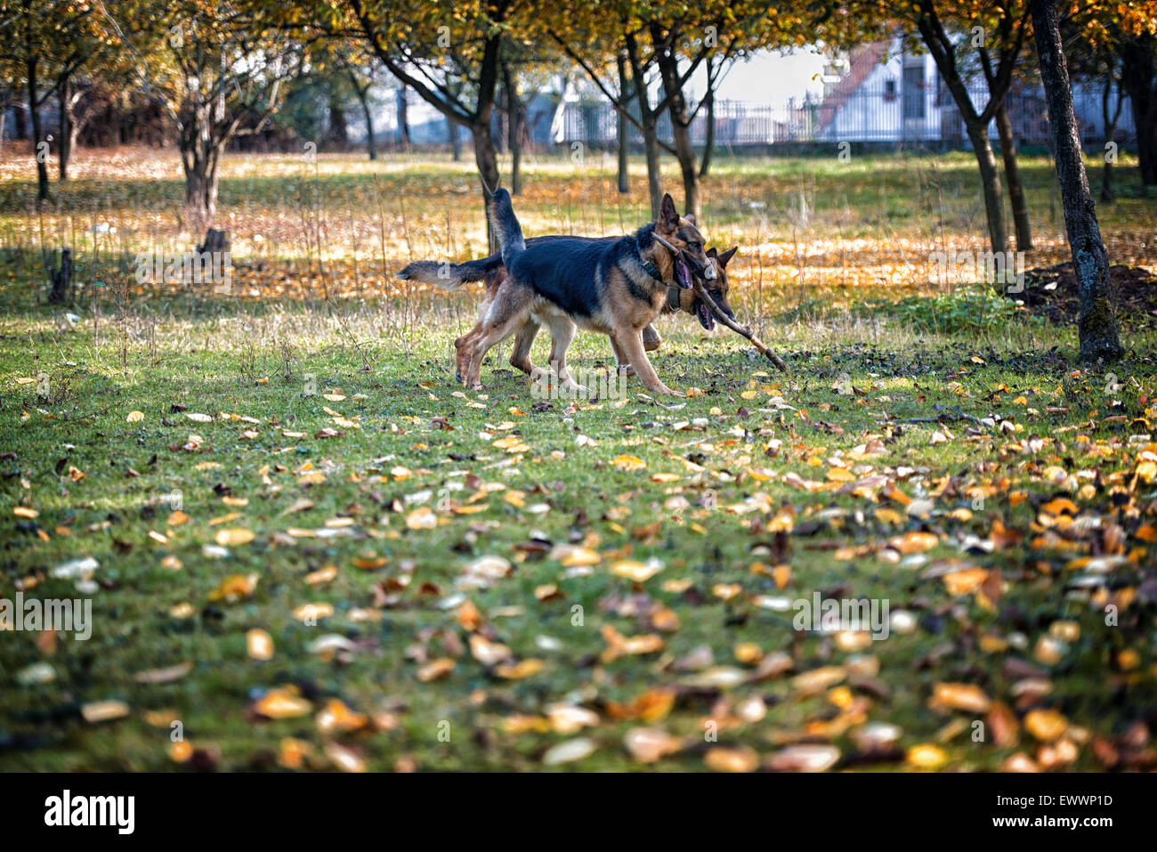 Two Dogs Fighting Over Stick Stock Photo - Alamy