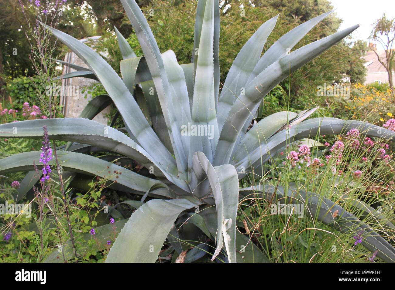 giant agave in st marys churchyard penzance Stock Photo - Alamy