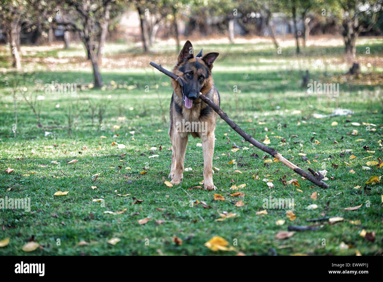 German Shepherd Dog Holding A Stick Stock Photo - Alamy