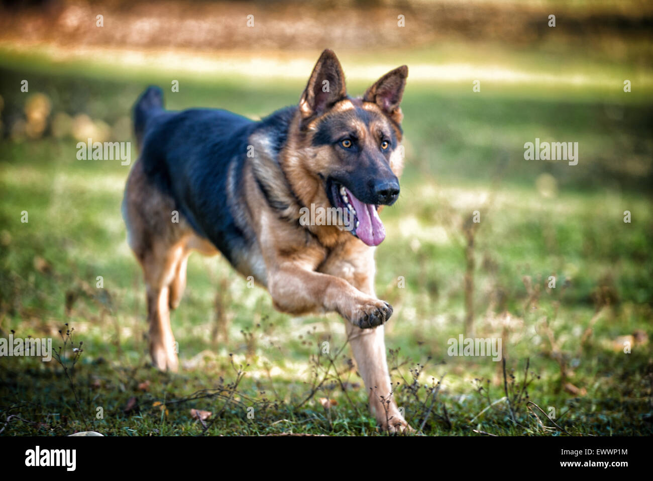 German Shepherd Dog Running Stock Photo - Alamy