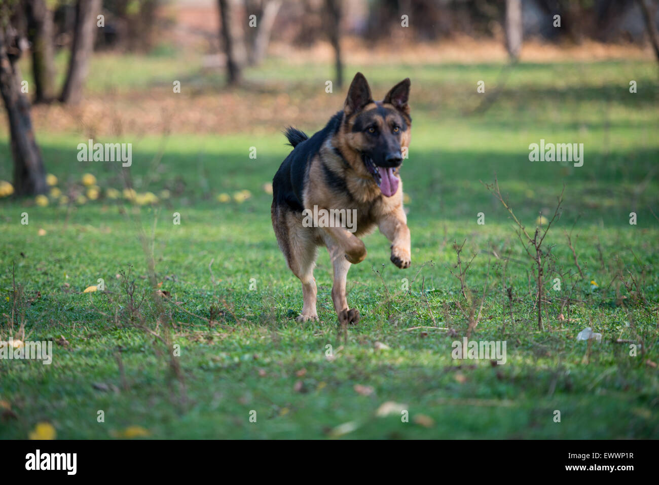 German Shepherd Dog Running Stock Photo - Alamy