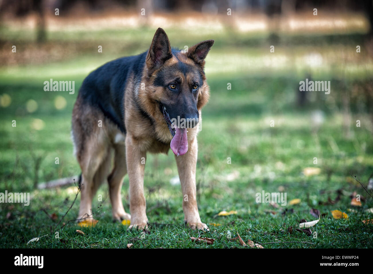 German Shepherd Dog Stock Photo - Alamy