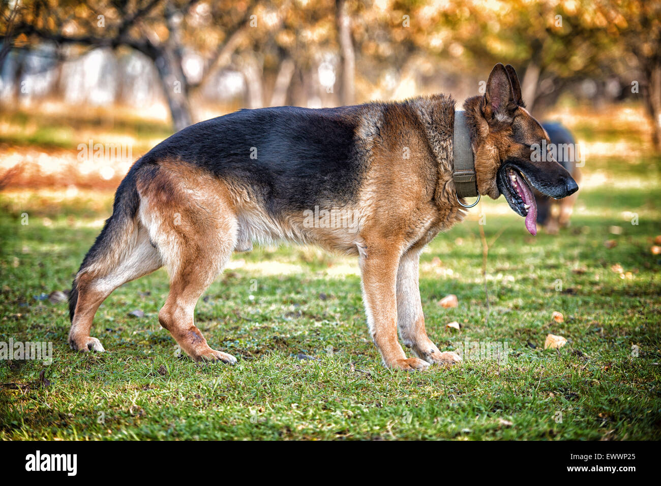 German Shepherd Portrait Side View Stock Photo - Alamy