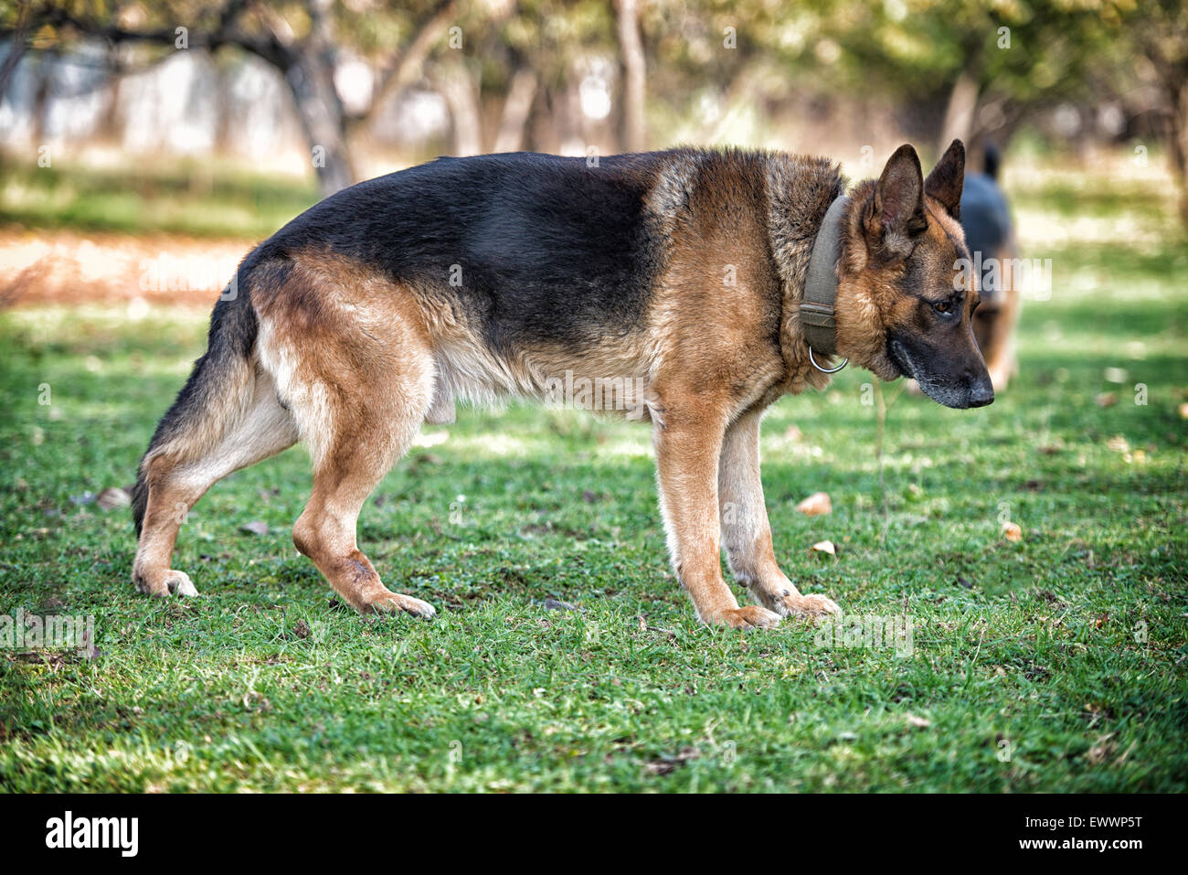 German Shepherd Portrait Side View Stock Photo - Alamy