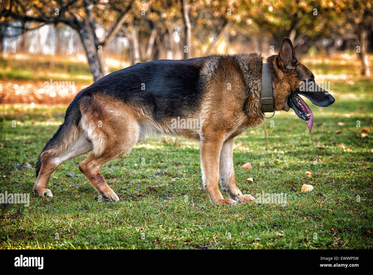 German Shepherd Portrait Side View Stock Photo - Alamy