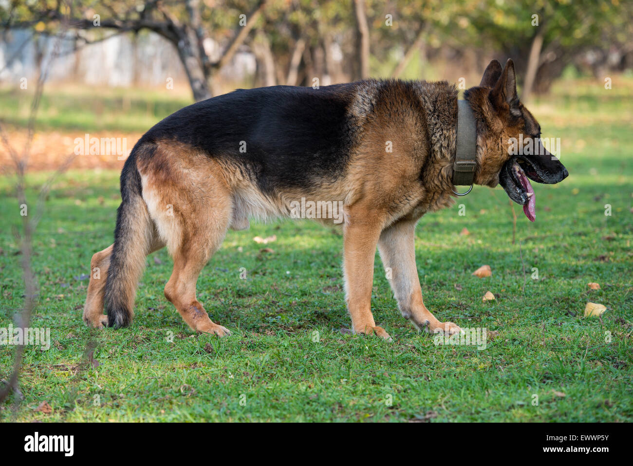 German Shepherd Portrait Side View Stock Photo - Alamy