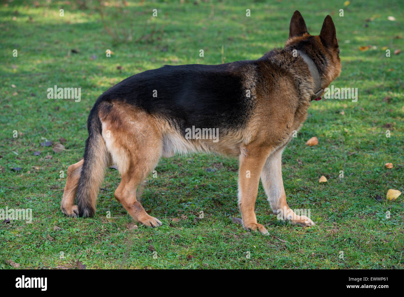 German Shepherd Portrait Side View Stock Photo - Alamy