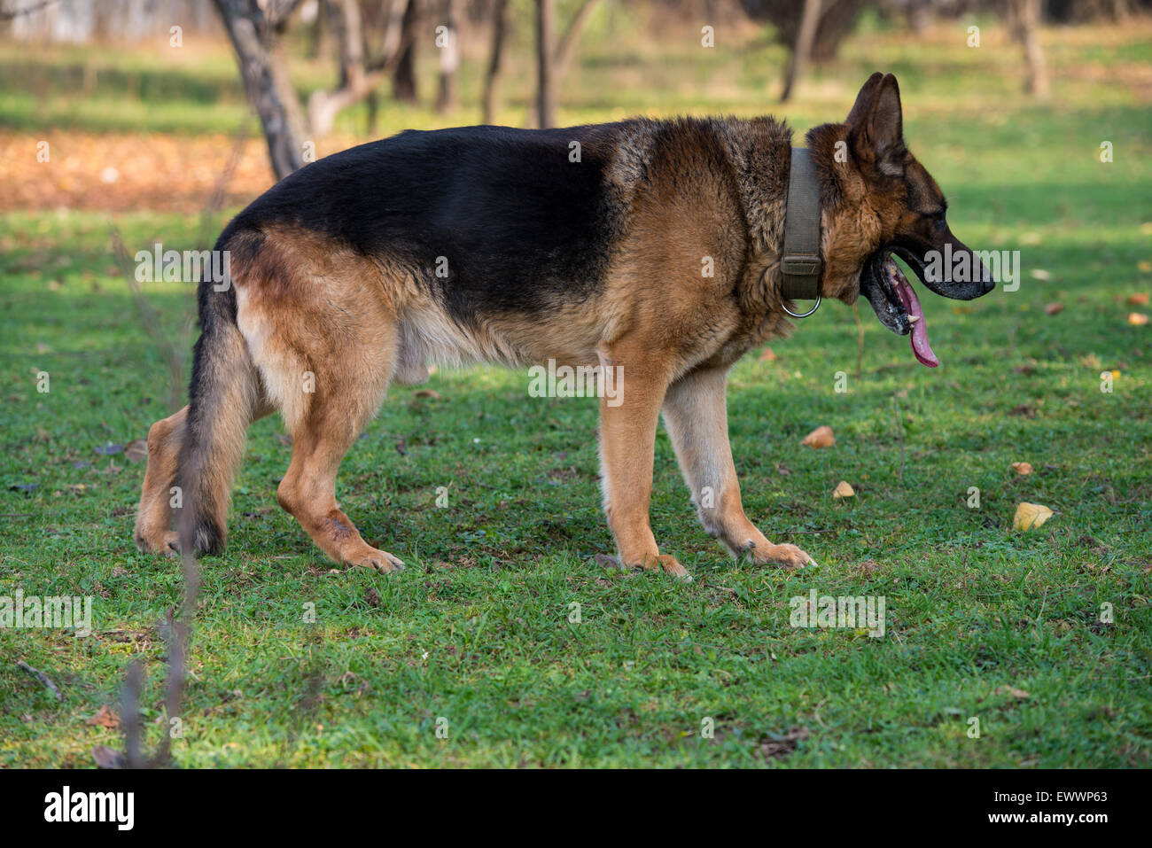 German Shepherd Portrait Side View Stock Photo - Alamy