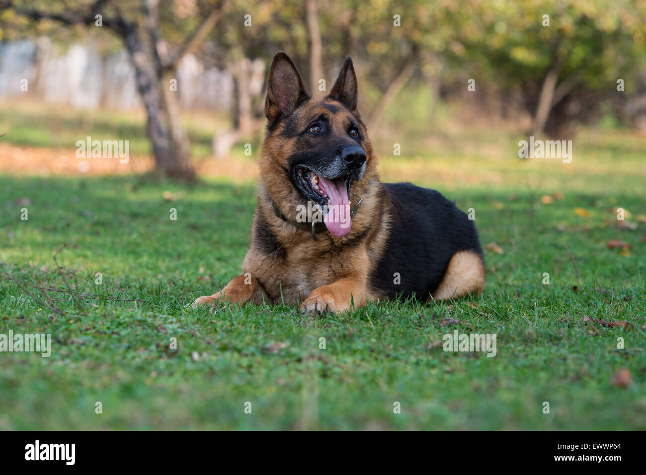 German Shepherd Portrait Stock Photo - Alamy