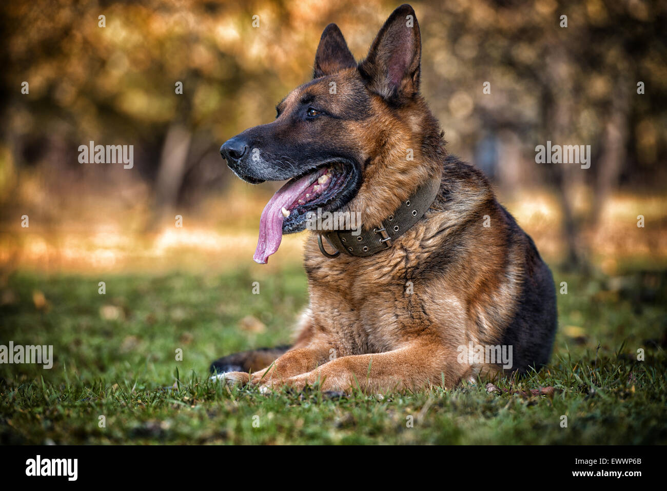 Police alsatian hi-res stock photography and images - Alamy