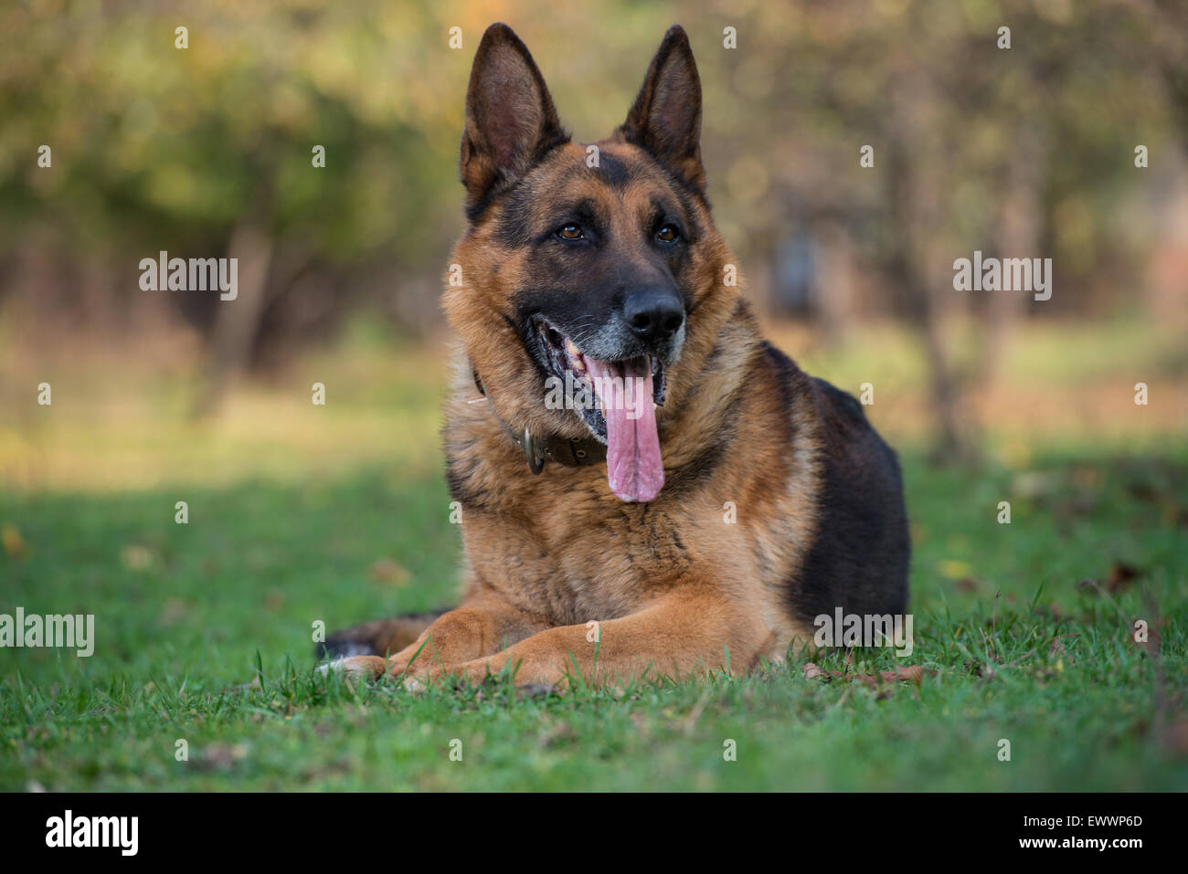 Domestic security camera hi-res stock photography and images - Alamy