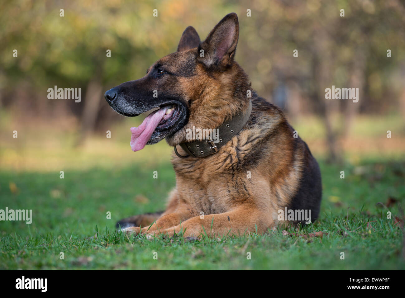 Portrait Of German Shepherd Dog Stock Photo - Alamy