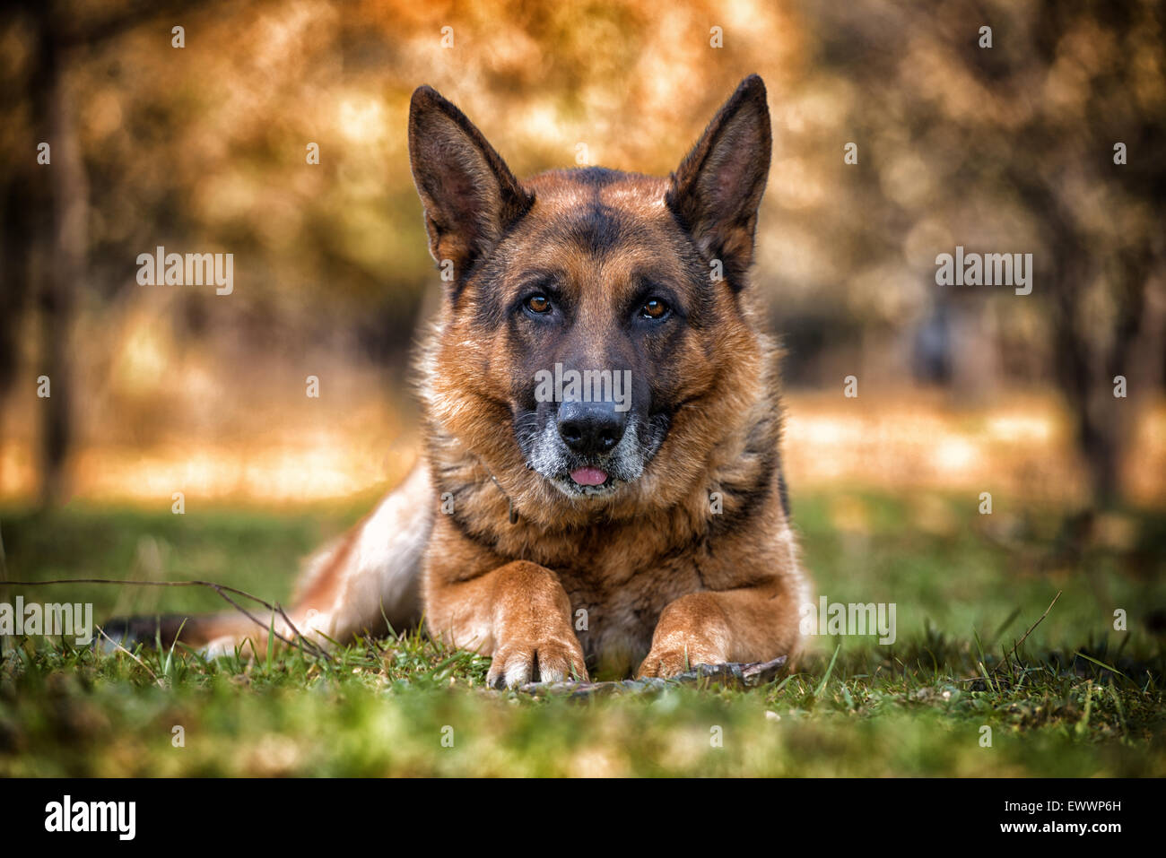 Dog German Shepherd Looking Into Camera Stock Photo - Alamy