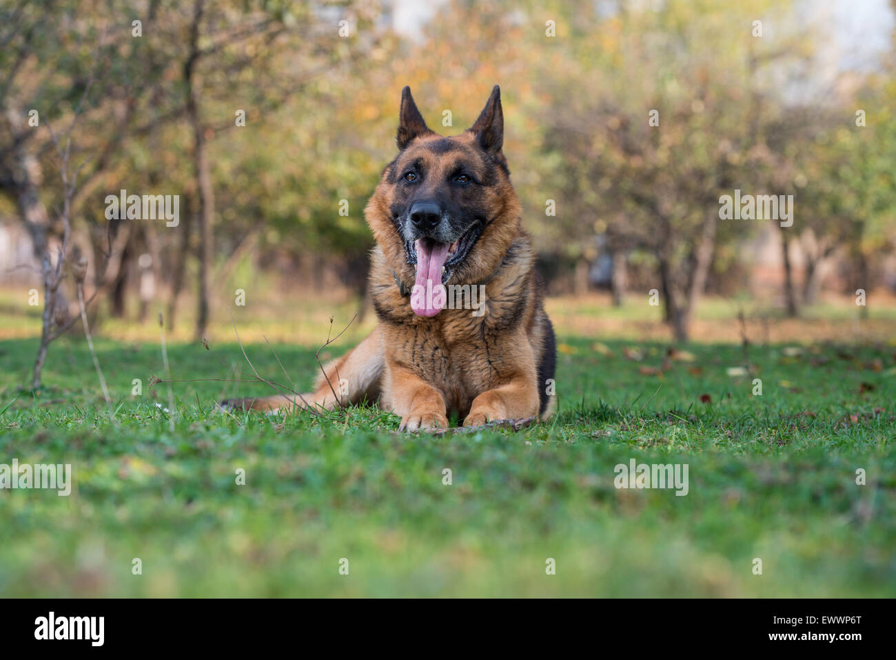 German Shepherd Alsatian Police Dog Stock Photo - Alamy