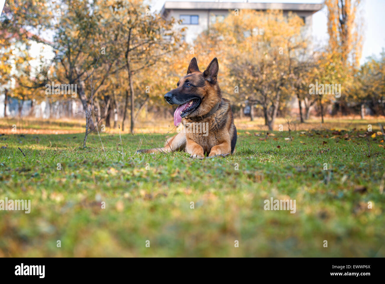 German Shepherd Portrait Stock Photo - Alamy