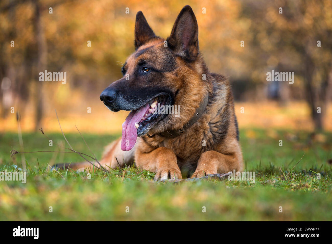 Portrait Of German Shepherd Dog Stock Photo - Alamy