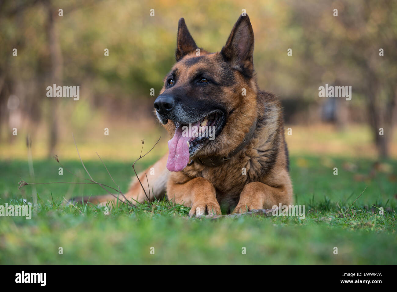 German Shepherd Alsatian Police Dog Stock Photo - Alamy