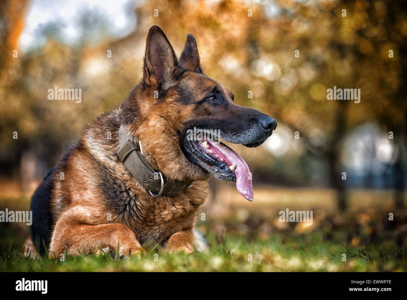 Portrait Of German Shepherd Dog Stock Photo - Alamy